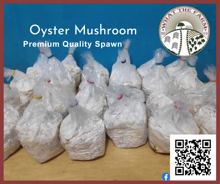 Oyster mushroom grain spawn (binhi) 1/4kg / 250grams ALWAYS FRESH ...