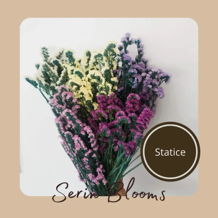 ♜PreservedDried Imported Statice sold per bundle (will last year's)♨ ...