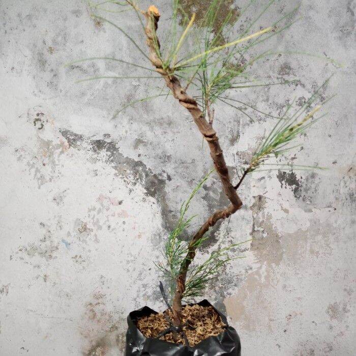 BONSAI CEMARA UDANG MELIUK BAHAN BONSAI DAN TAMAN | Lazada Indonesia