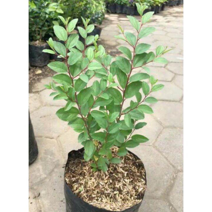 Tanaman Herbal Daun Bidara Arab (Pengusir Setan) | Lazada Indonesia