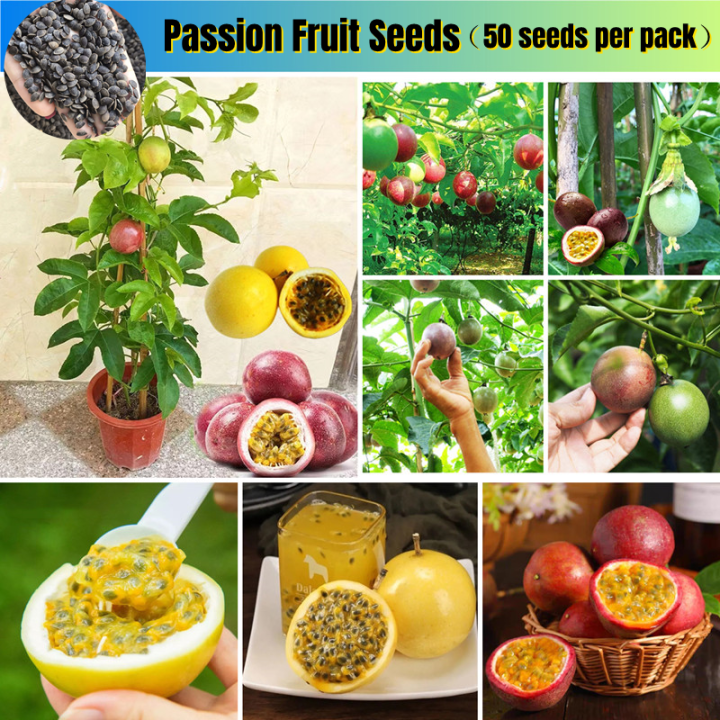 [Easy To Grow In Singapore] Biji Benih Buah Markisa Passion Fruit Plant Seed（50 Pcs/bag ...