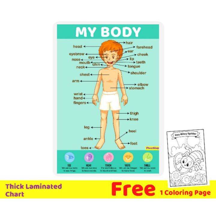 Laminated Chart of Body Parts | Educational Poster | Short Size Bond ...