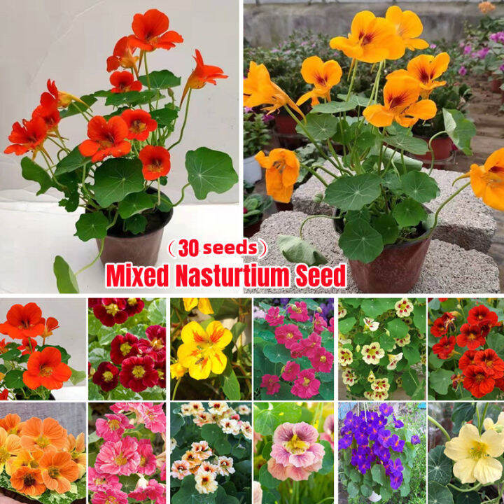 [Fast Germination] 30pcs/pack Rare Edible Colorful Nasturtium Double ...