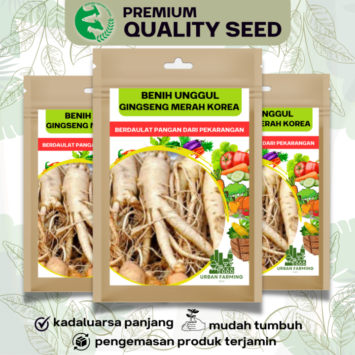 25 Biji Gingseng Merah Korea Unggul Urban Farming | Lazada Indonesia