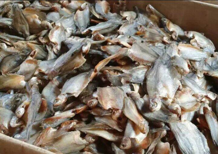Ikan Asin Sepat rawa Original 500Gram | Lazada Indonesia