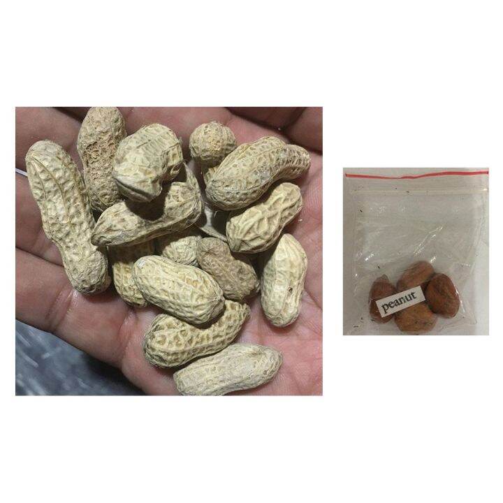 peanut legumes nut nuts legume plant seeds 5seeds | Lazada PH
