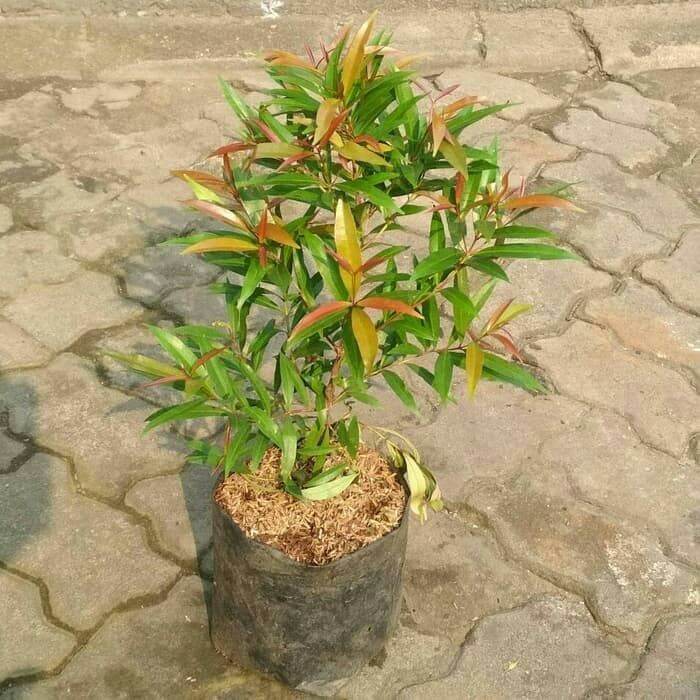 Tanaman hias Pucuk Merah - Pohon Pucuk Merah - Bibit tanaman Hias Pucuk ...