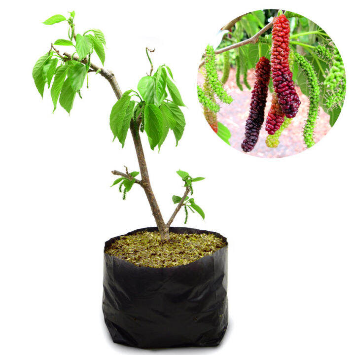 Tanaman Buah Long Murbei ( Himalayan Murbei ) | Lazada Indonesia