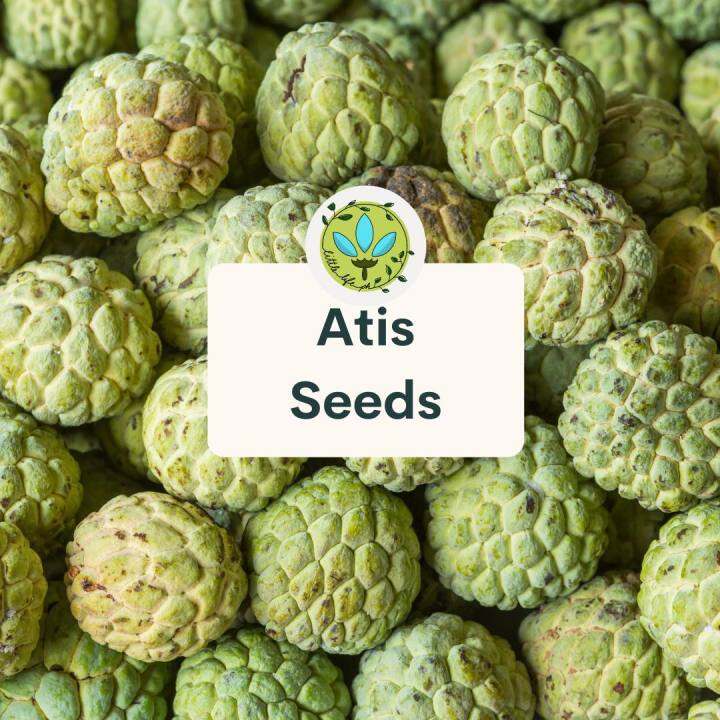 Atis Sugar Apple Annona Squamosa 10 Seeds | Lazada PH