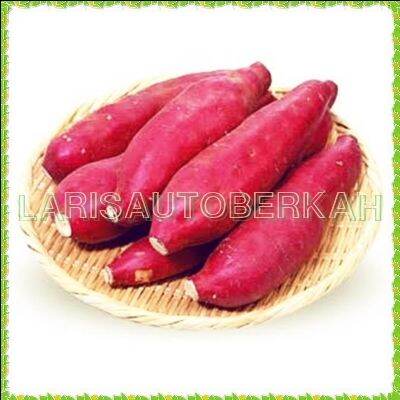 ubi jepang satsumaimo/ubi merah/umbi jalar 1kg | Lazada Indonesia