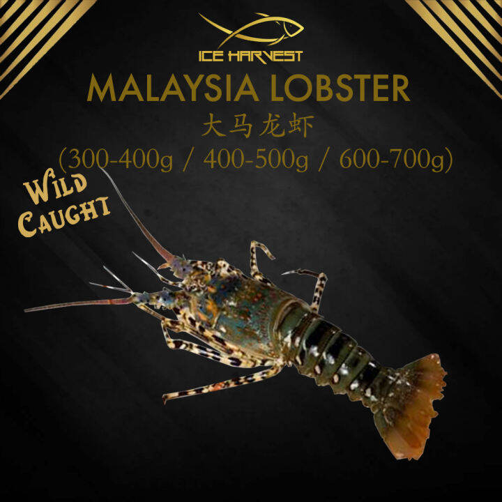 Wild Caught Malaysia Bamboo Lobster 300-400g 400-500g 600-700g Fresh ...