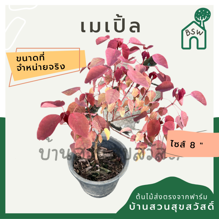 เมเปิ้ล ญี่ปุ่น ใบไม้แดง Acer japonicum 'Vitifolium' (Full Moon Maple ...