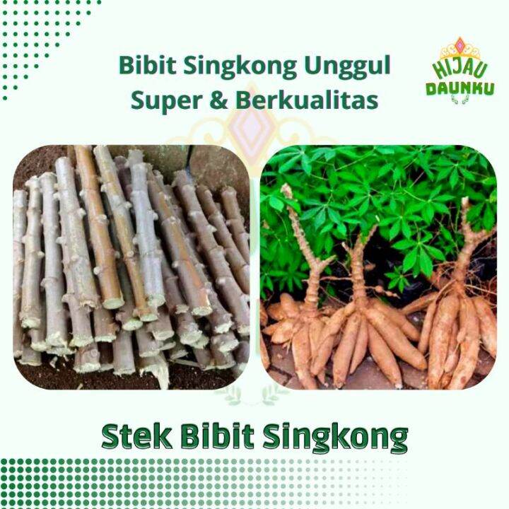 NEW Bibit Batang Singkong gajah super Unggul BELI 10 BONUS 2 Stek Pohon ...