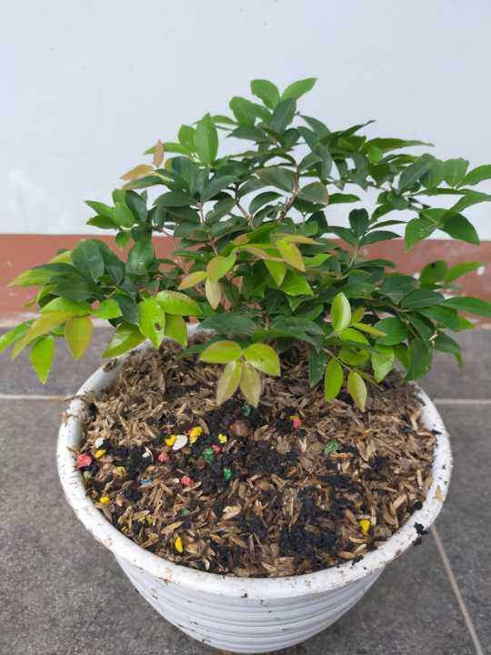 bibit tanaman anggur brazil-anggur brazil | Lazada Indonesia