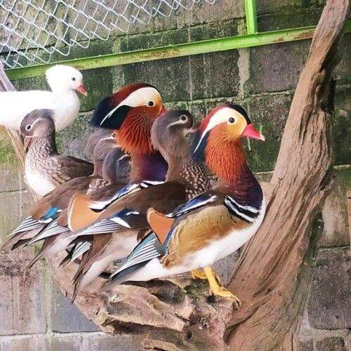 TELUR TETAS BEBEK MANDARIN BEBEK HIAS | Lazada Indonesia