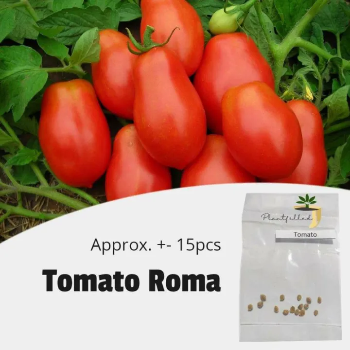[Zamirah] Tomato Roma Seeds | Vegetables | Lazada PH