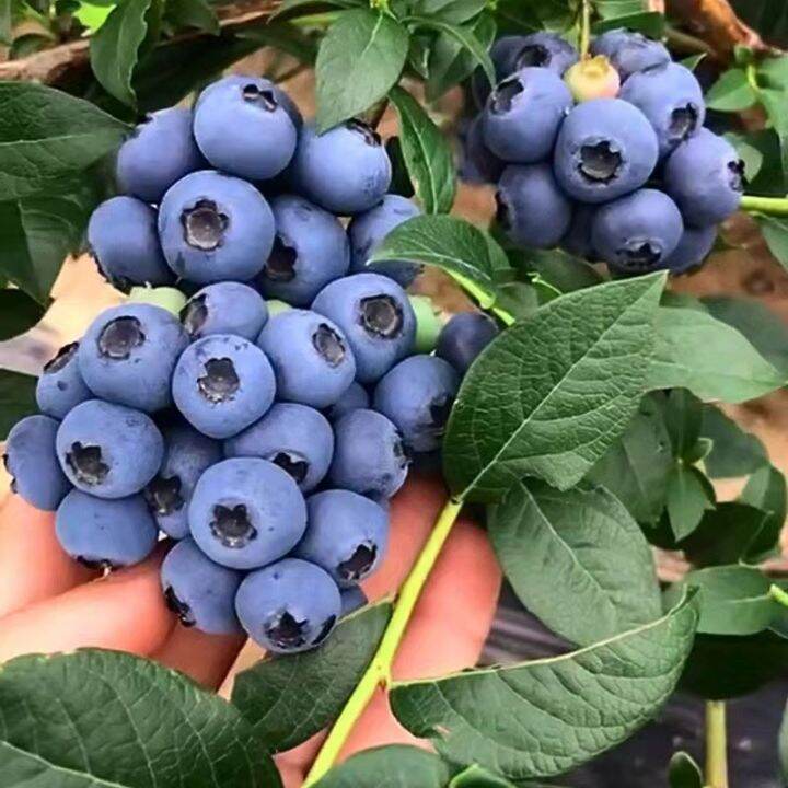 Blueberry tree seedlings potted ground planting extra-large fruit ...