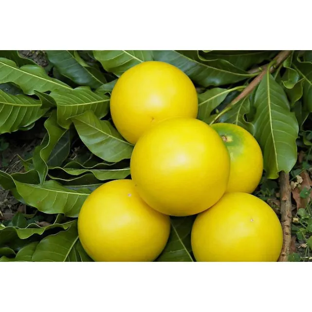 【Live Plant】Pokok Abiu / Pouteria caimito/Golden Fruit Tree/黄金果树苗 2ft ...