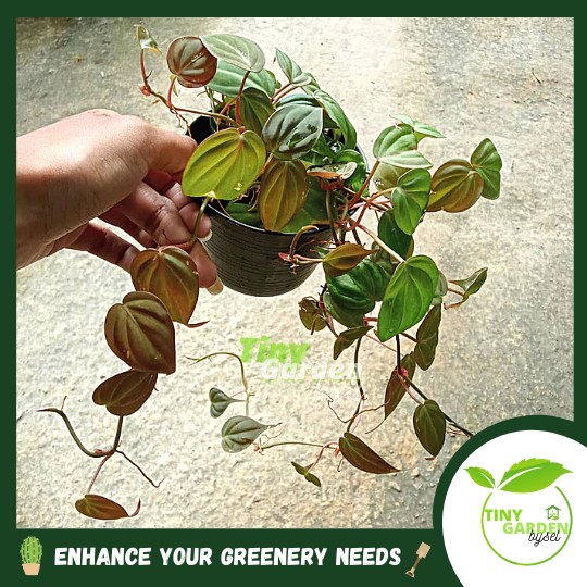 Philo Micans Plant Outdoor Plant云母蔓绿绒 | LIVE PLANTS (T175) | Lazada