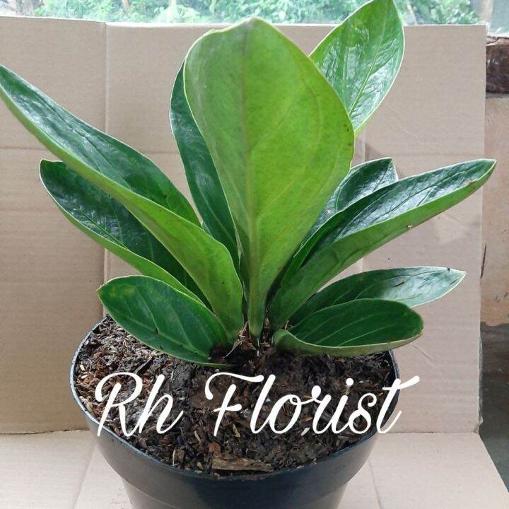 Tanaman Hias Anthurium mangkok/ anthurium jenmani mangkok asli sesuai ...
