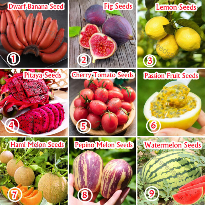 [High Germination] Sweet and Delicious Edible Fruits Seeds for Planting ...