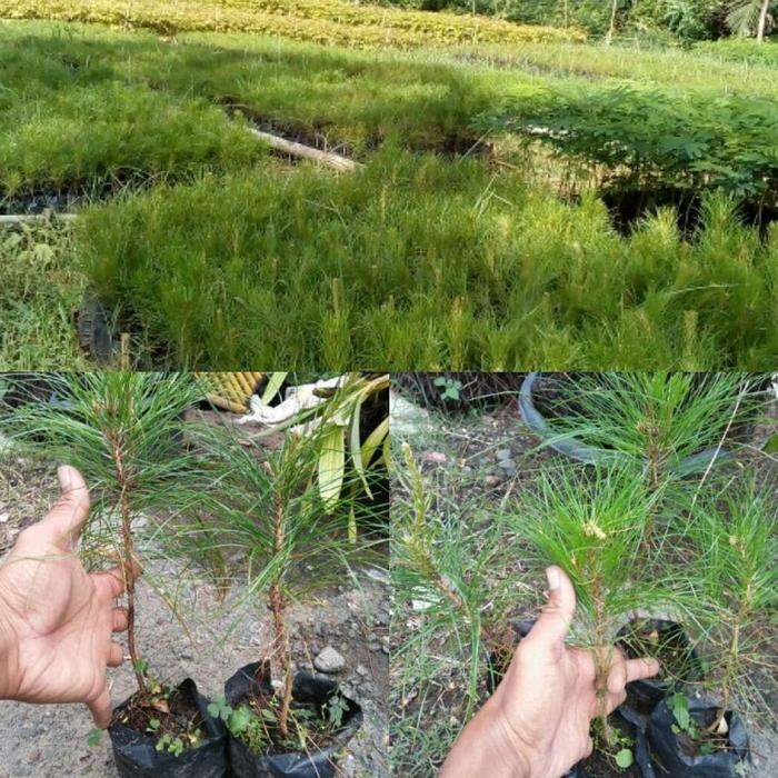 5 Tanaman Bibit Pohon Pinus Jenis Merkusi &&**&& | Lazada Indonesia