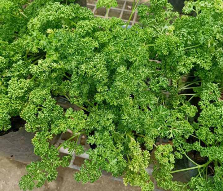เมล็ดพันธุ์ ผักพาสลีย์ ผักสวนครัว Parsley 40-600 เมล็ด ปลูกง่าย โตเร็ว ...