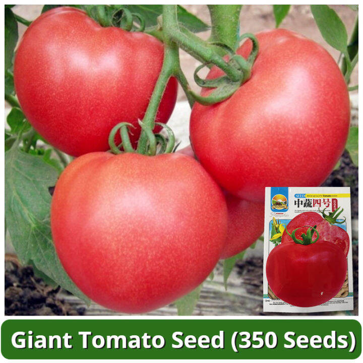 High Yield Giant Tomato Seeds (350 Seed) Hybrid Tomato Seeds for ...