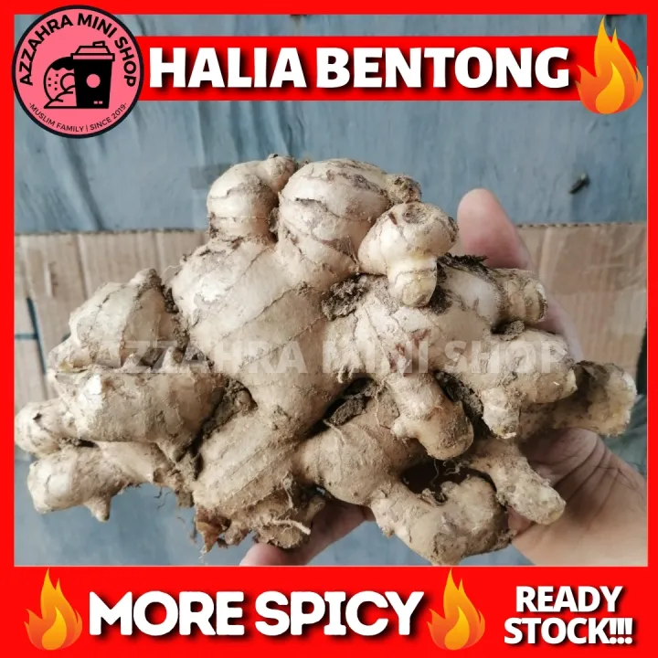 HALIA BENTONG GRADE AAA [500g, 1KG & 2KG] READY STOCK | Lazada