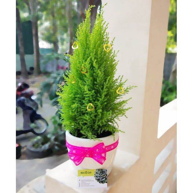 Cây tùng thơm, cây cao từ 40cm. Cây dáng đẹp, thích hợp trang trí noel ...