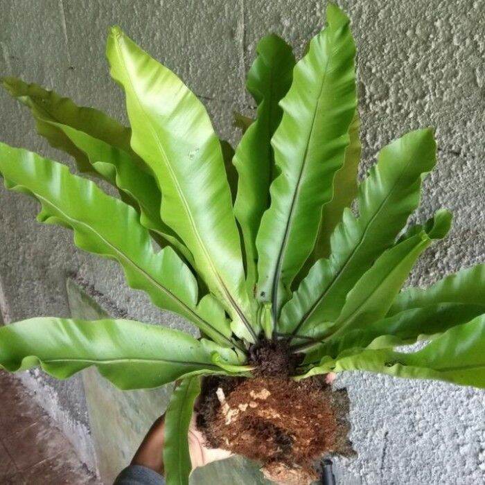 readystok Tanaman hias Kadaka Tanaman Kadaka Tanaman Kadaka Sarang ...