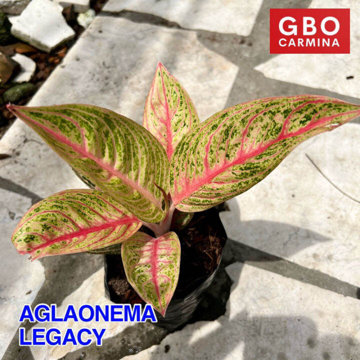 Aglaonema - Legacy | Live Plant | Aglao (NO POT) | Lazada PH