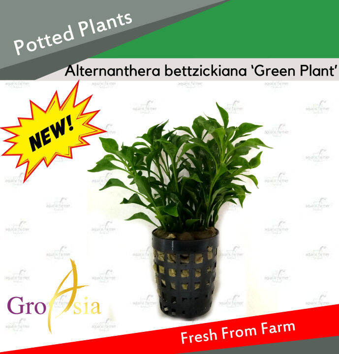 Alternanthera bettzickiana GREEN Potted Aquatic Plant | Lazada
