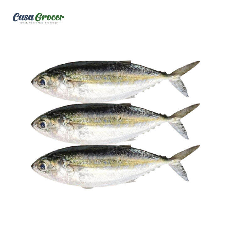 Mabong Fish 马文鱼 | Lazada