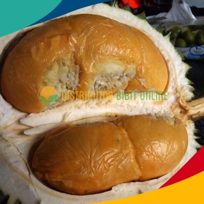 Bibit Tanaman Durian Buah Durian Duri Hitam/Ochee UNGGUL | Lazada Indonesia