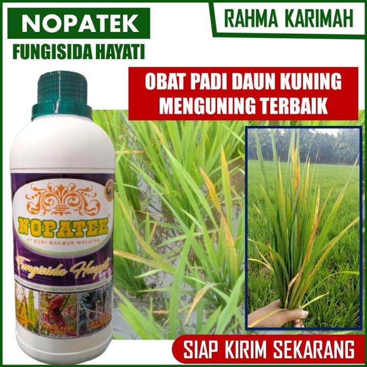 Obat Padi Daun Kuning Menguning Terbaik - Pupuk Organik Fungisida ...