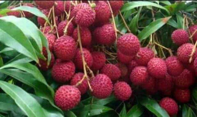 Pokok Hidup Laici Hybrid | Lazada