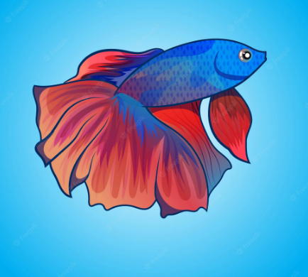 Betta Fish Ikan Laga/can choose/boleh pilih 打架鱼/斗鱼 (Male/雄) halfmoon+ ...