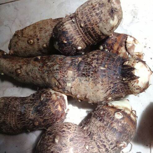 Umbi talas segar 1kg | Lazada Indonesia