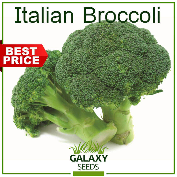 [Galaxy Seeds] Italian Broccoli Seeds for Planting Vegetable Plants (20 ...