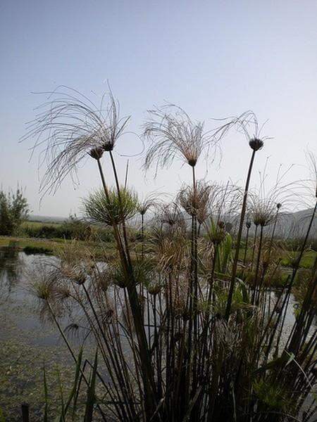 Bibit Tanaman Pohon Hias Daun Papyrus | Lazada Indonesia