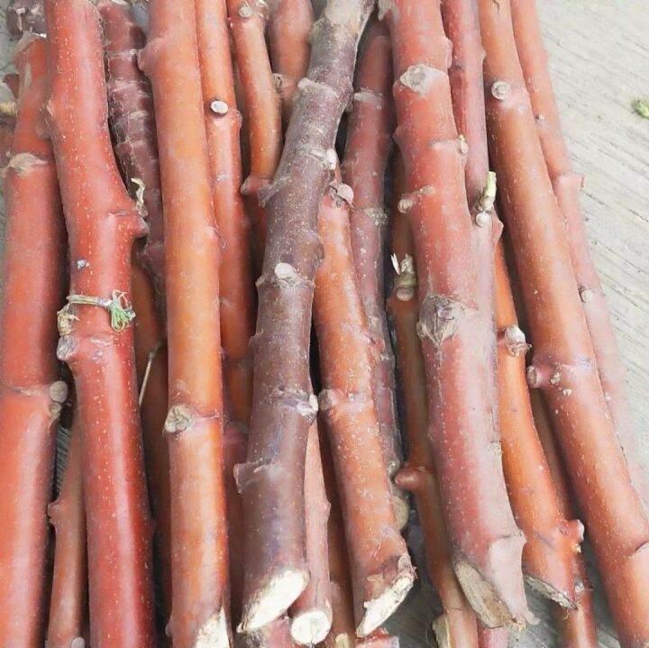 100 Batang Stek Singkong Siap Tanam | Lazada Indonesia