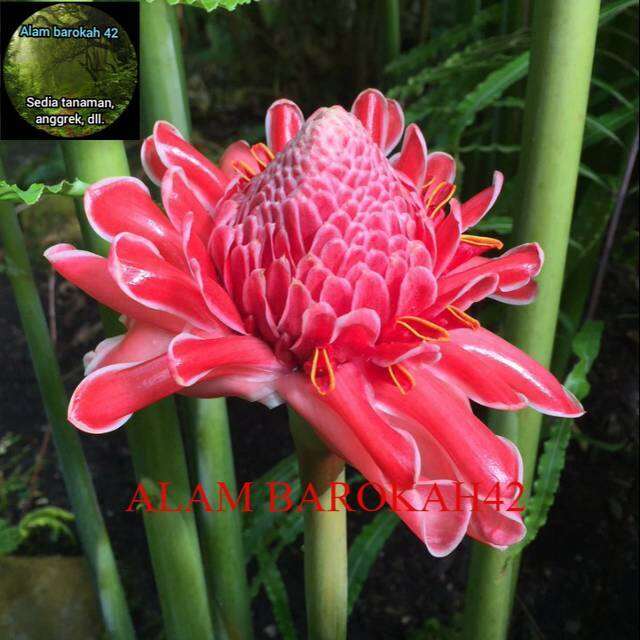 Bunga kecombrang 1kg segar bunga honje rombeh combrang | Lazada Indonesia