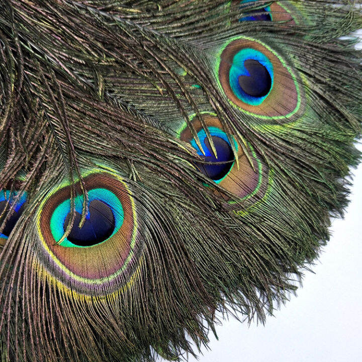 [Fortune Destiny] Natural Peacock Feathers (big eyes) 30cm | Lazada
