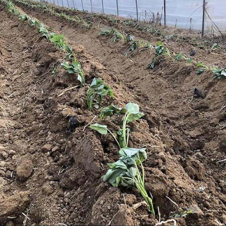 Japan Transplanting Sweet Potato Seeder Transplanting Sweet Potato ... Japan Transplanting Sweet Potato Seeder Transplanting Sweet Potato ...