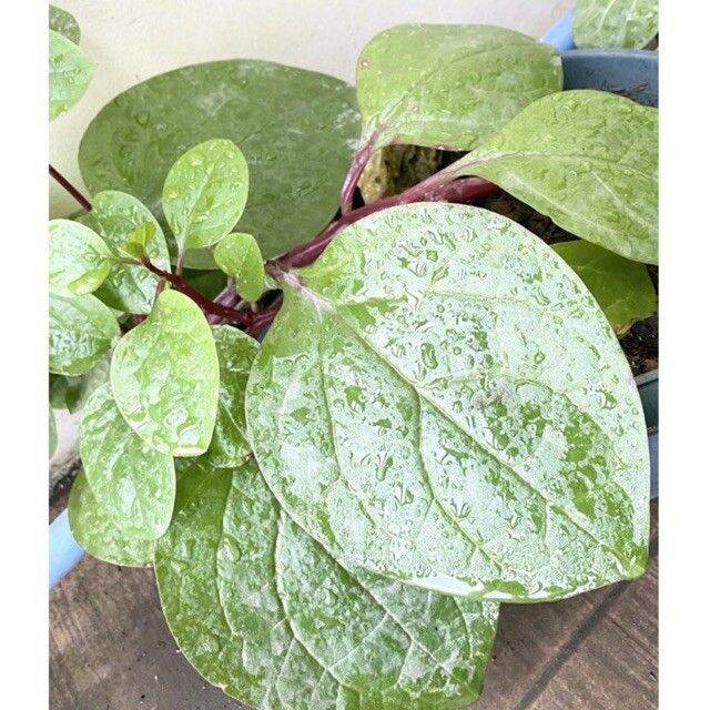 Alugbati Seeds / Malabar Spinach (It's a seed, not a plant!) | Lazada PH