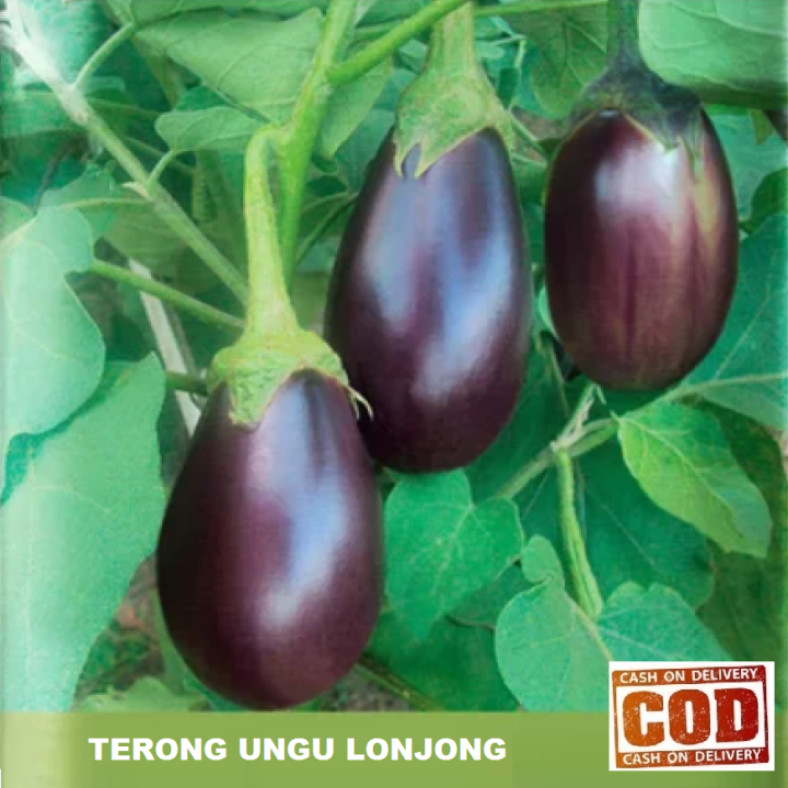 Terong Ungu lonjong 20 biji bibit seed Benih Terong Ungu Bulat Bibit ...