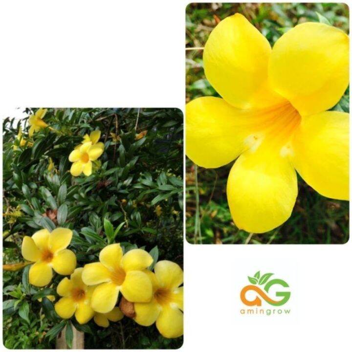 amingrow- 🌺3Keratan pokok Bunga Allamanda/Loceng/Akar Kuning (Allamanda ...