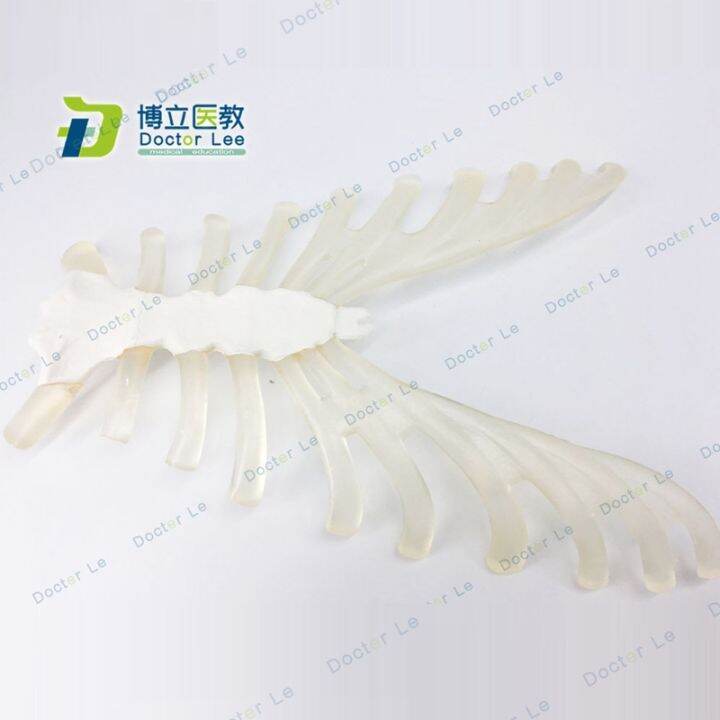Human body skeleton model scattered bones chest rib belt rib cartilage ...