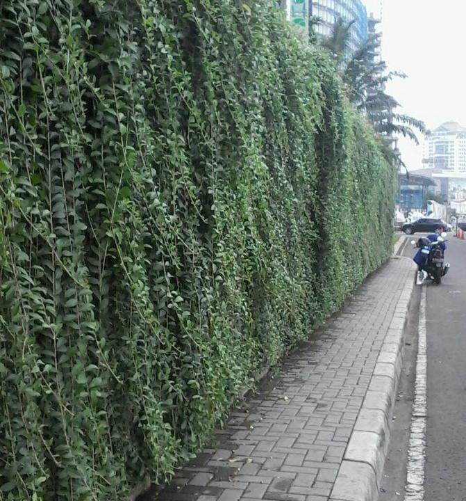 Tanaman Hias Menjuntai Lee kwan yew - li kuan yu - likuanyu | Lazada ...